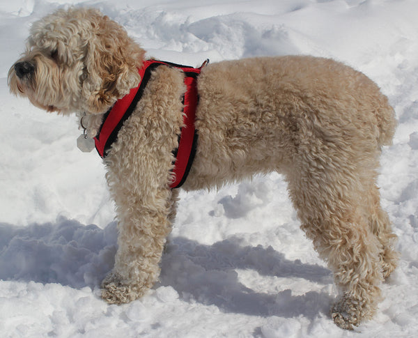 AKKO JH Half-Back Harness – Plain Bicycle